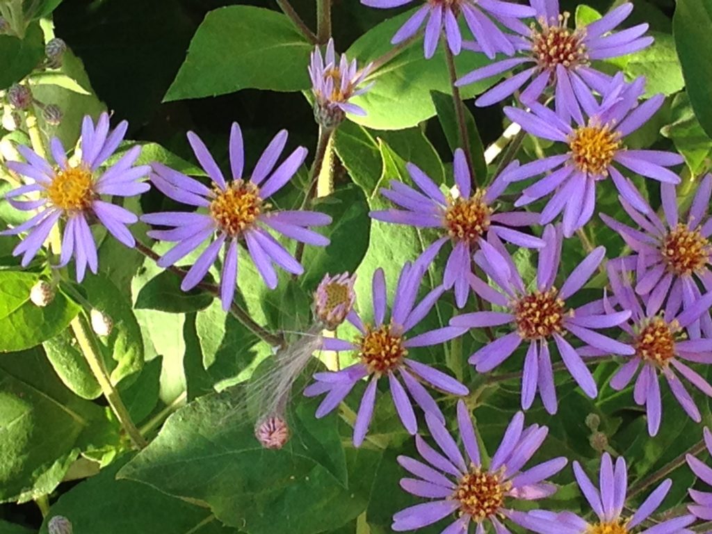 Spring – Native Plant, Tree, Shrub Sale – Wild Ones Fox Valley Area Chapter