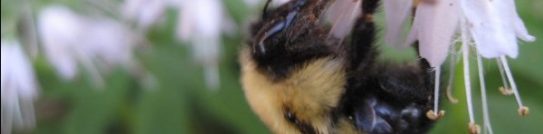 Photos – Wild Ones Fox Valley Area Chapter