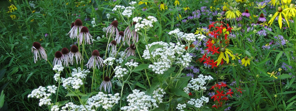 Wisconsin Native Plant Certification Program – Wild Ones Fox Valley ...