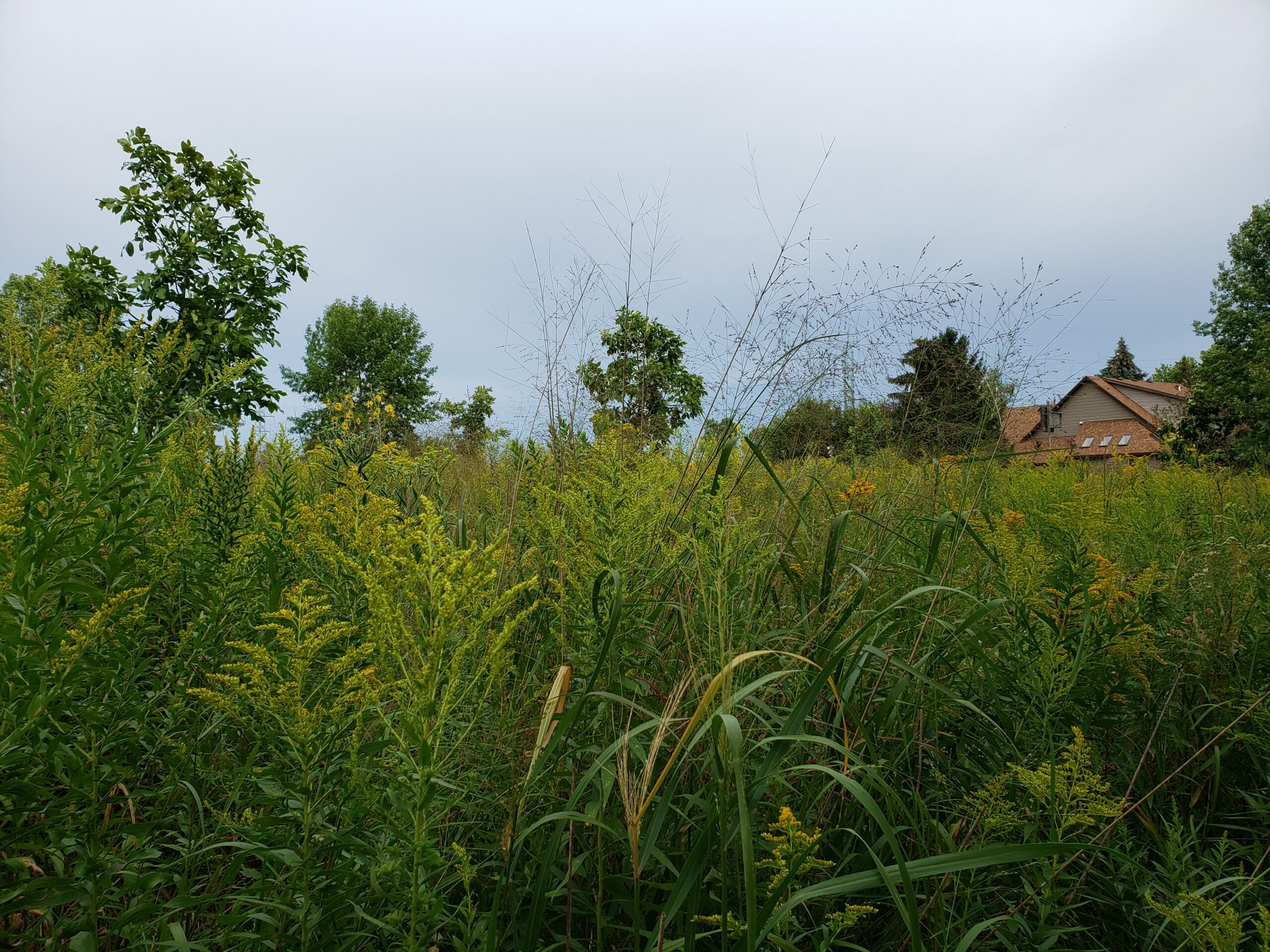 Wild Ones Fox Valley Area Chapter – Healing the Earth one yard at a time.